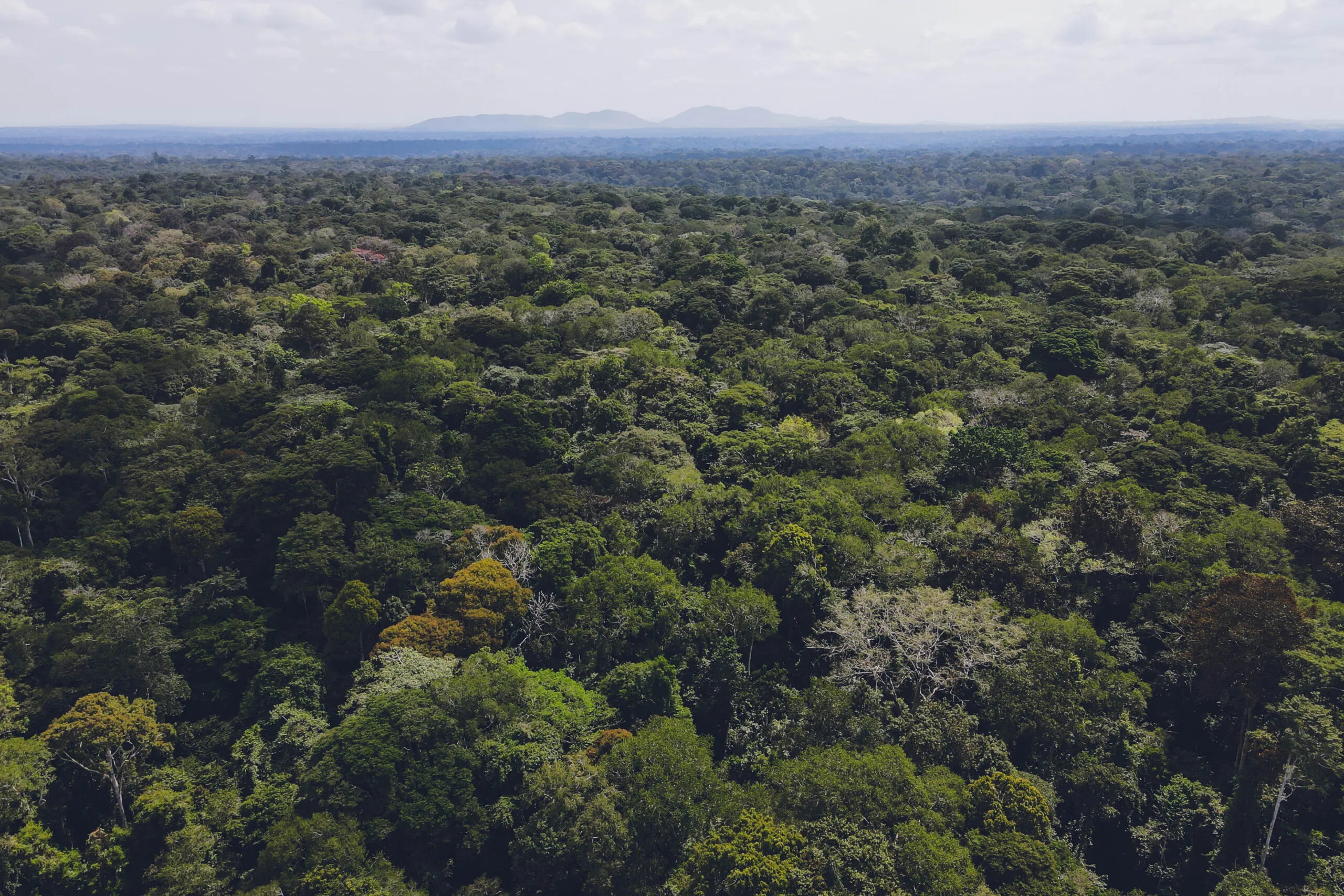 Bugoma Forest Apparently At A Verge Of Surviving Destruction - Queen ...