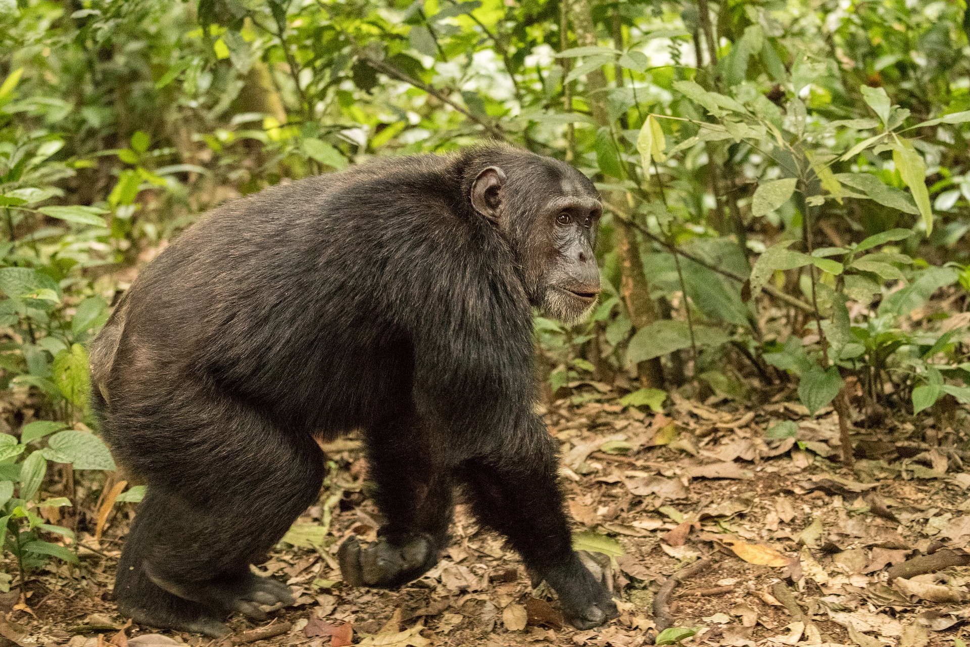 Primates - Queen Elizabeth National Park