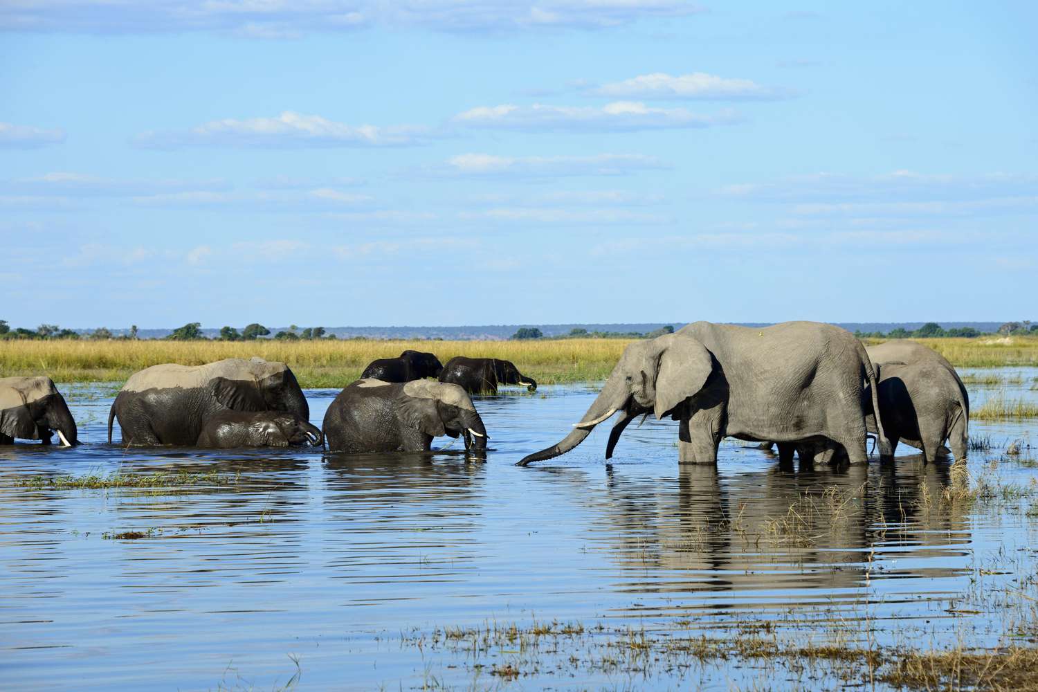 Botswana Safaris, Botswana Tours, Vacations to Botswana Safari Trips